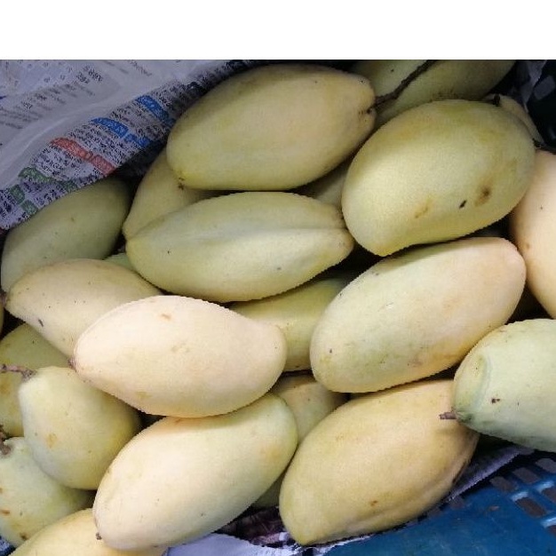 MANGGA SUSU MANIS (3-4 pcs +/-1.1kg) | Shopee Malaysia