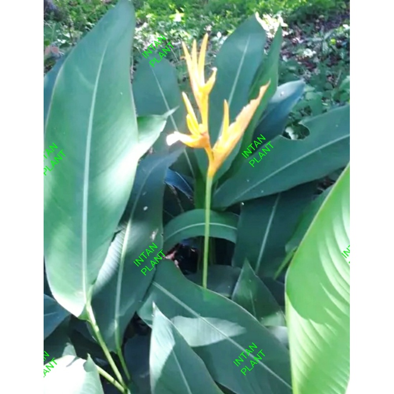 TIGA POKOK BESAR SEPIT UDANG (LEBIH 60 CM TINGGI) / THREE HELICONIA BIG ...