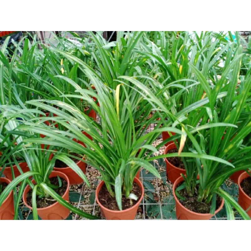 Qing Long Cai🌱🔥青龙菜苗🌱🔥 | Shopee Malaysia