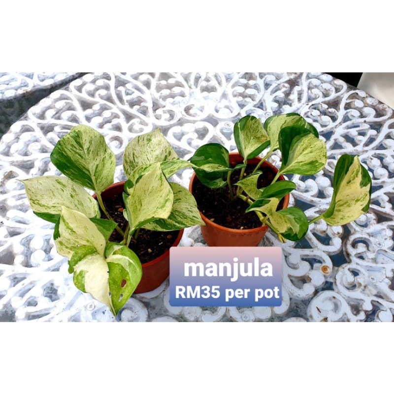 Manjula Photos pokok indoor | Shopee Malaysia