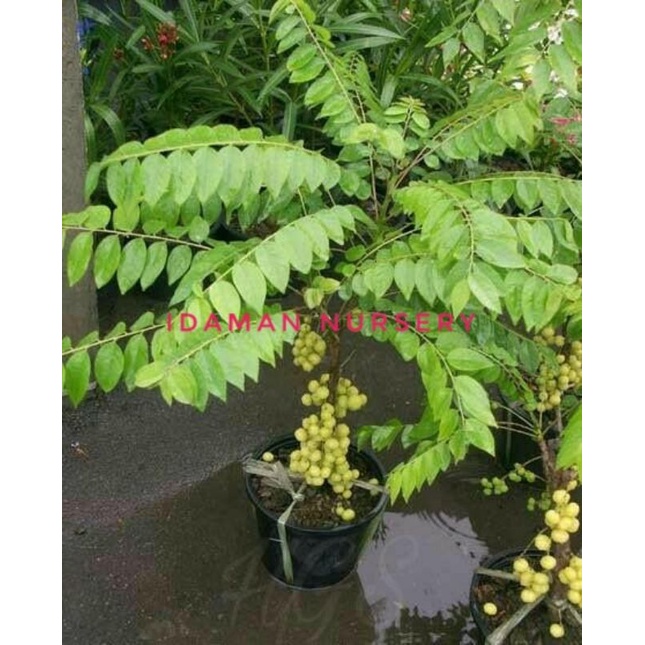 Pokok Cermai Hybrid. Ready Stock | Shopee Malaysia