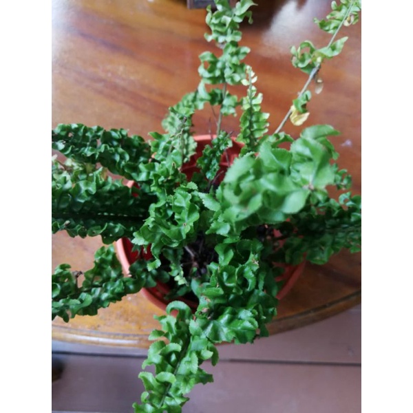 Crystal Little plant ~ Indoor plant Fern/ Boston Fern | Shopee Malaysia