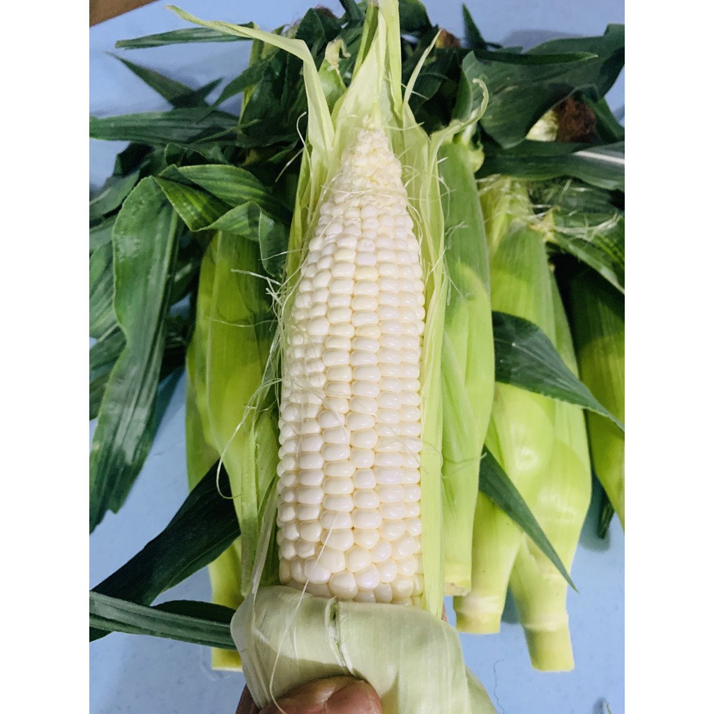 BUY 10 PCS M Size Cameron Highlands Original Milk Corn Jagung Susu ...