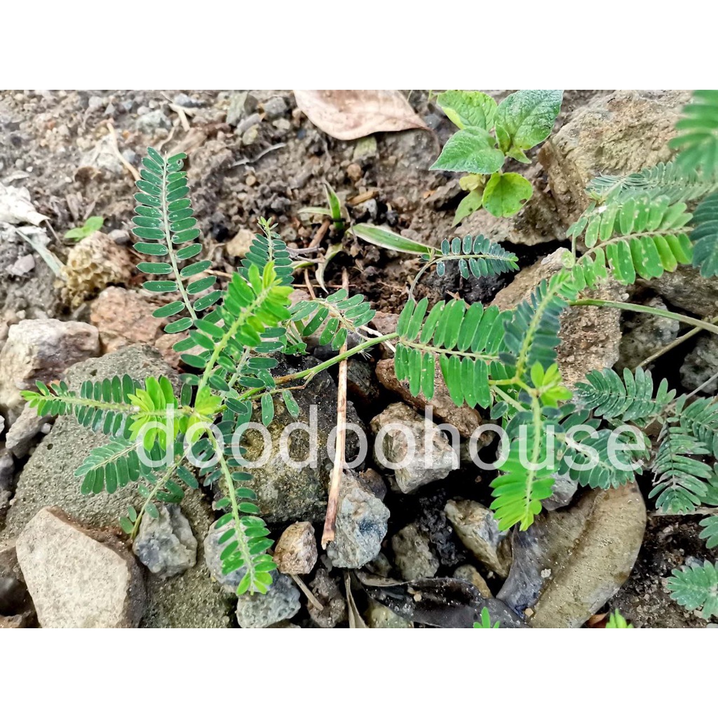🌟READY STOCK🌟Pokok Semalu 含羞草 Mimosa Pudica Seismonastic Movement Live ...