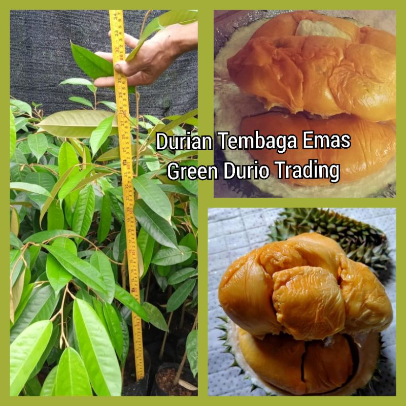 POKOK DURIAN TEMBAGA EMAS - Pokok Besar - Super Rare | Shopee Malaysia