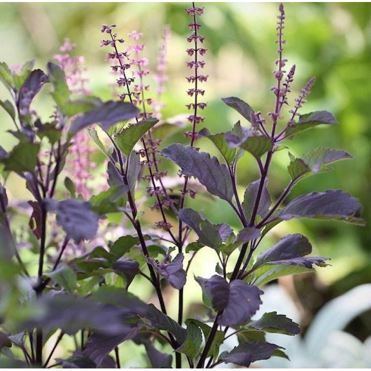 (edible)*SEEDS* RARE PURPLE THULASI / DARK tulasi / BLACK holy basil ...