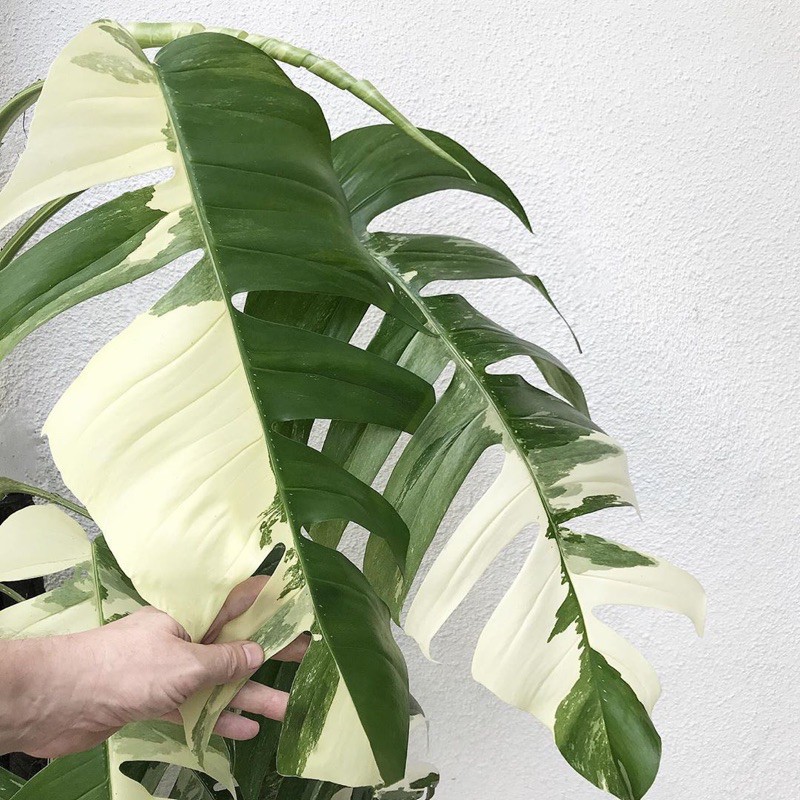 epipremnum pinnatum variegated plant pokok EPV besar cantik real plant ...