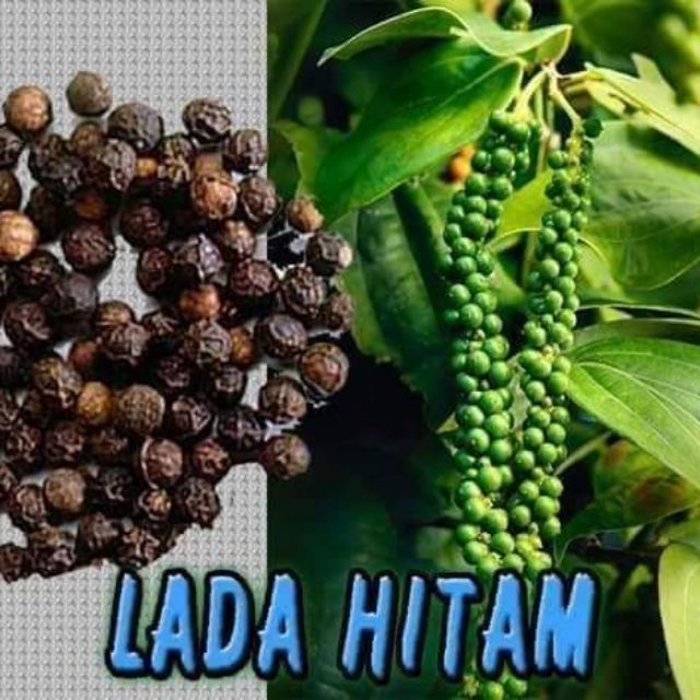 Pokok Lada Hitam Hybrid | Shopee Malaysia