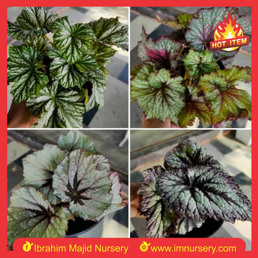 BEGONIA ASAM BATU REAL PLANT | Shopee Malaysia
