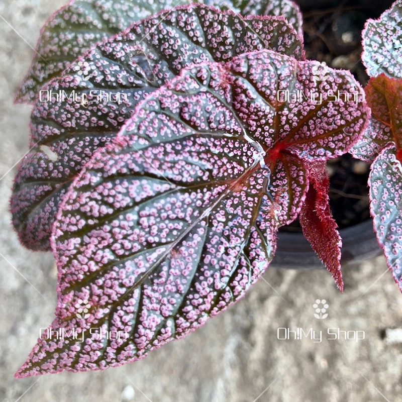 Begonia Maurice Amey / Asam Batu /秋海棠 | Shopee Malaysia