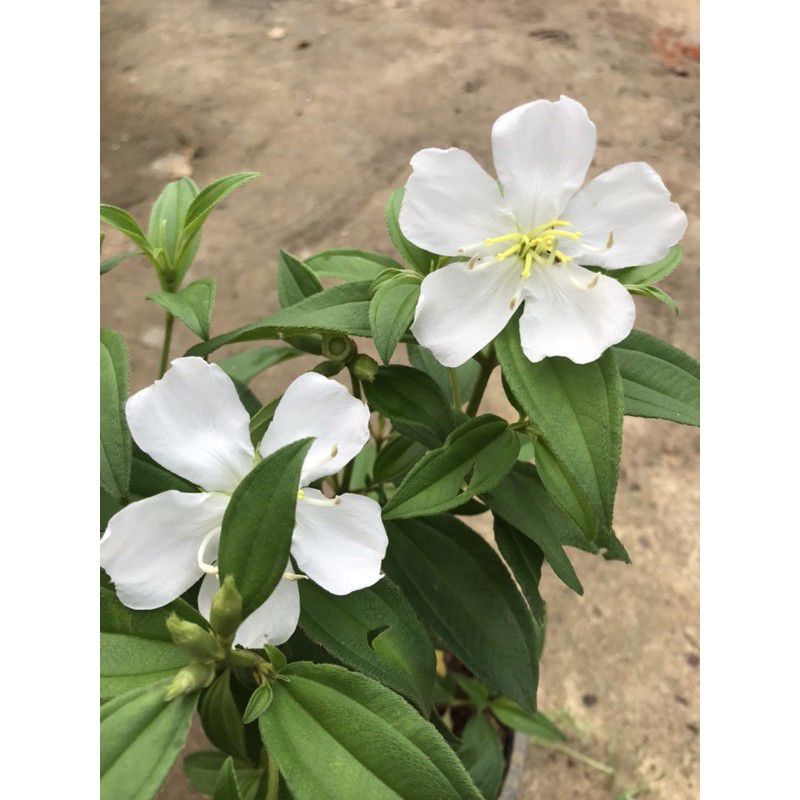 pokok bunga senduduk holland putih/ senduduk bunga putih | Shopee Malaysia