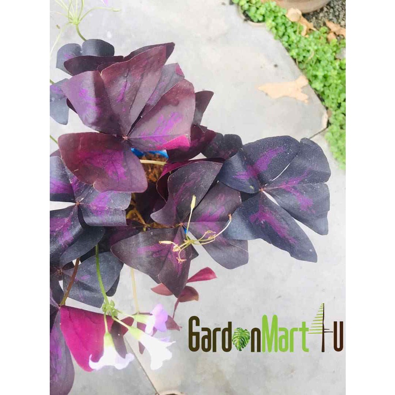 Oxalis Regnellii 'Atropurpurea' Live Plant Pokok Bunga Rama-rama 蝴蝶叶 ...