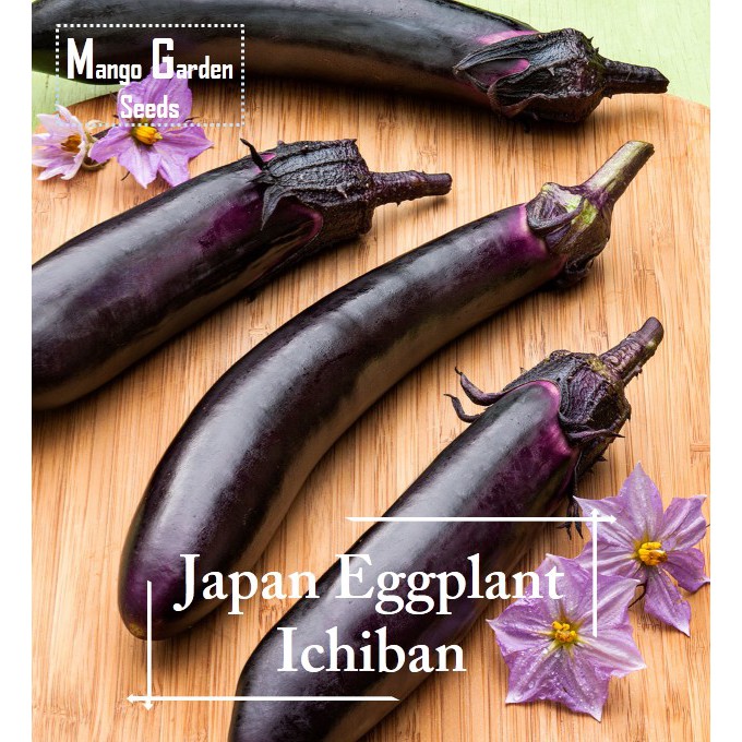 Interesting Info About Ichiban Eggplant Seedsfeed