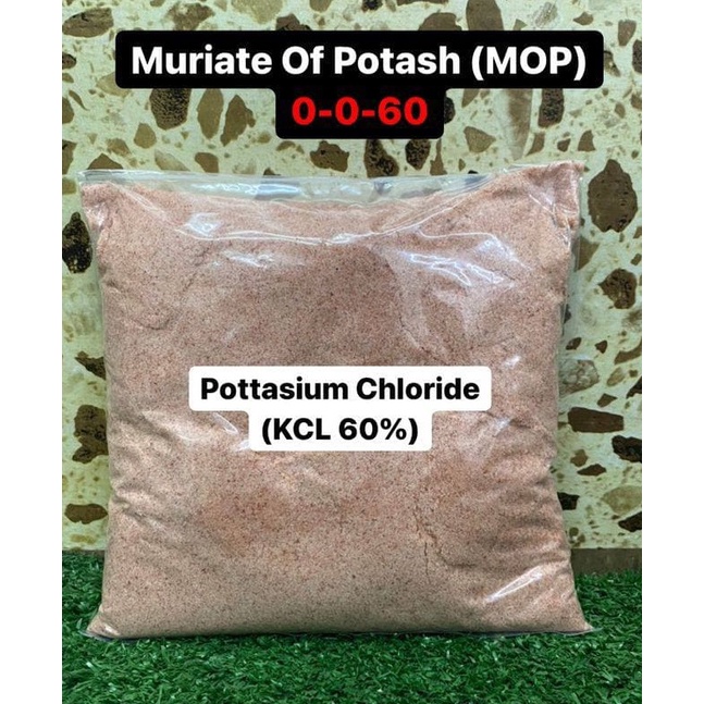 Muriate of Potash (MOP)/Pottasium Chloride/KCL (K60%) Baja Penggalak ...