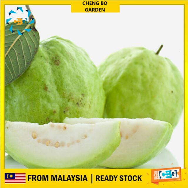 Anak Pokok Jambu Lohan Asam Boi Pokok Hybrid Import Dari Thailand ...