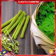 Anak Pokok Kelor Munggai Murungai Moringa Oleifera Pokok Sayuran ...