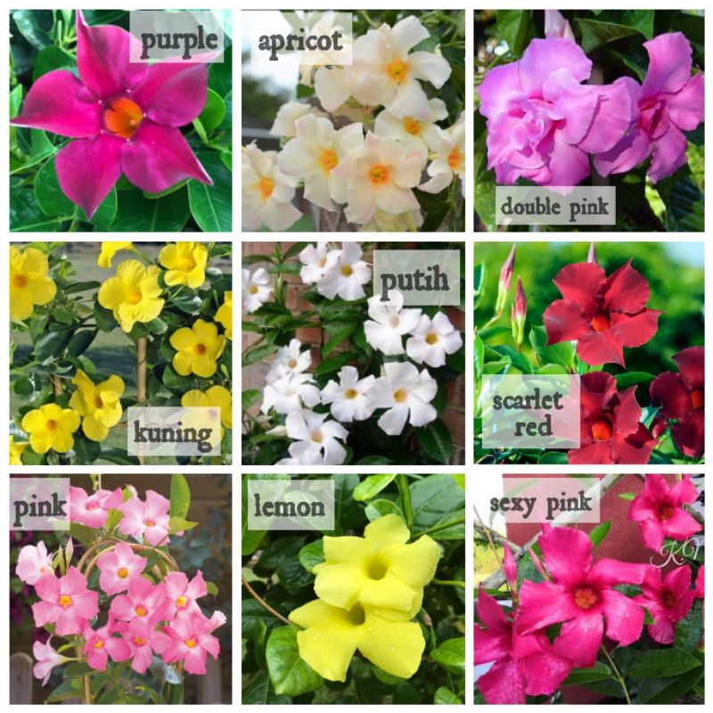 Pokok Bunga Mandevilla Mandevillea mandivila mandivilla menjalar ...