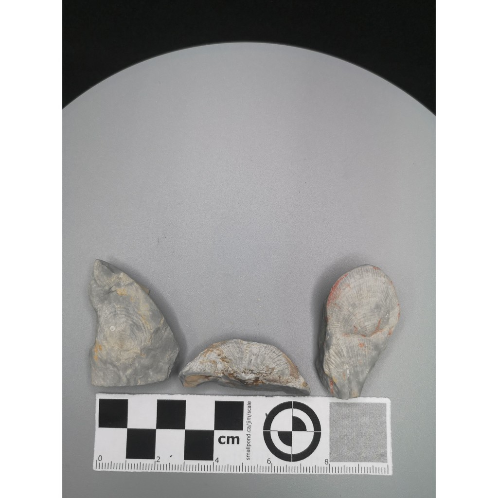 Part 8 (141-146) Malaysia Geology Rock Fossil Sample Hand Specimen ...