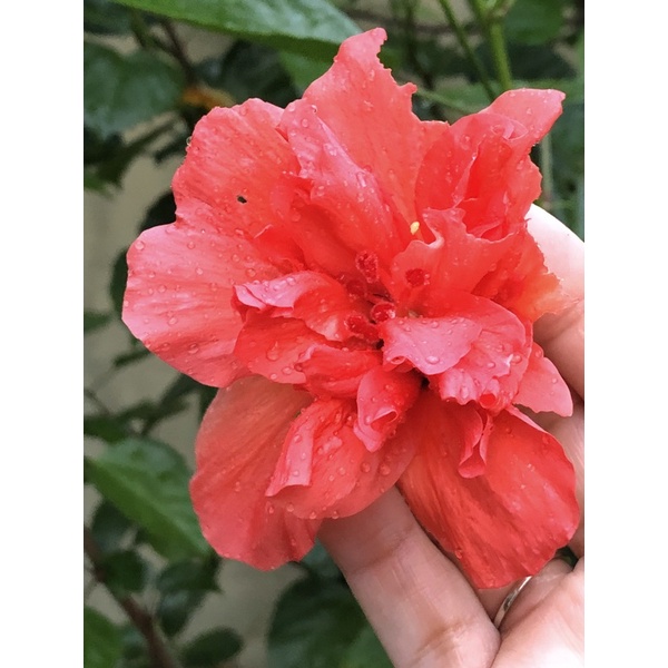 CLEARANCE Keratan Bunga Raya Merah Berlapis Keratan Hibiscus Rosa ...