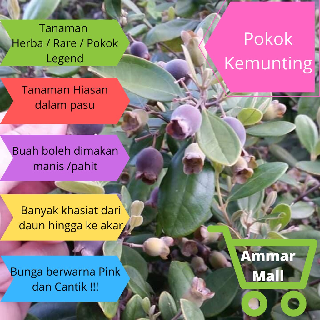 Pokok Kemunting .. Pokok Legend/ Liar dan makin pupus | Shopee Malaysia