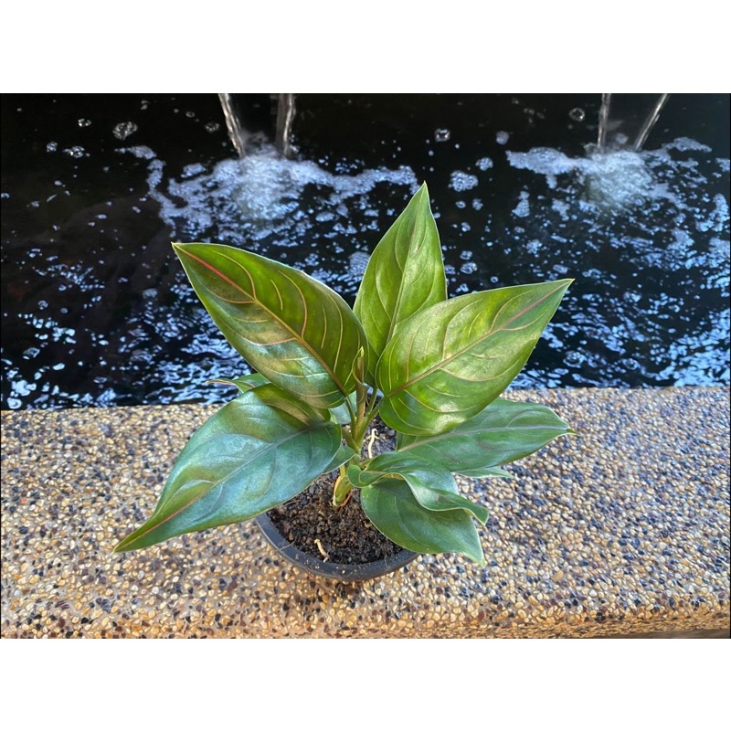 Anak Pokok | Real Plant | Red Vein | Aglaonema | Ready Stock | Pokok ...