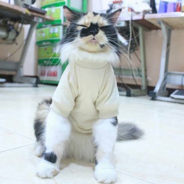 Cat Clothes/Korean Style T-Shirts/Cats/Dogs/size S M L XL | Shopee Malaysia