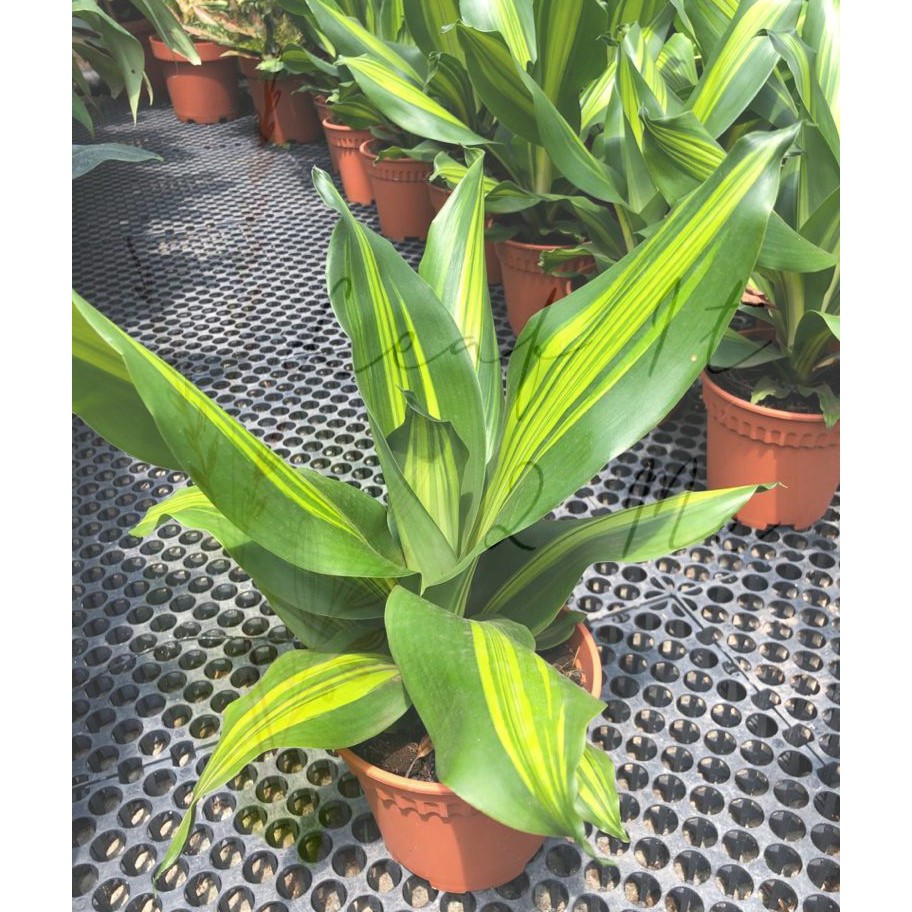 Alive Plant Dracaena Fragrans with Plastic Pot 鐵樹 | Shopee Malaysia