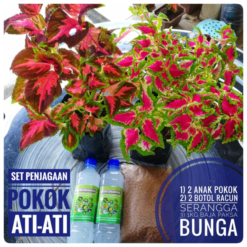 SET BUNGA ATI-ATI GEMUK KEMBANG/POKOK | Shopee Malaysia