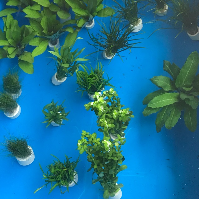 rumput air hiasan aquarium / 鱼缸水草摆设 / water plant aquarium | Shopee ...