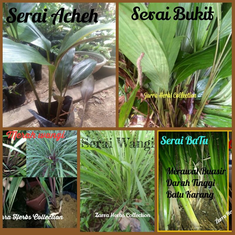 Serai Manok, Serai Bukit, Serai batu, Serai wangi, Serai Acheh dll ...