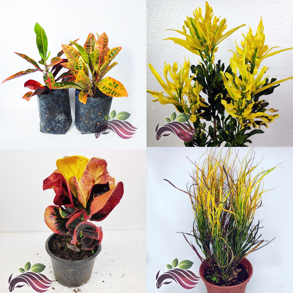 [Live Plant] Puding, Croton, Codiaeum variegatum cultivars by LS Group ...