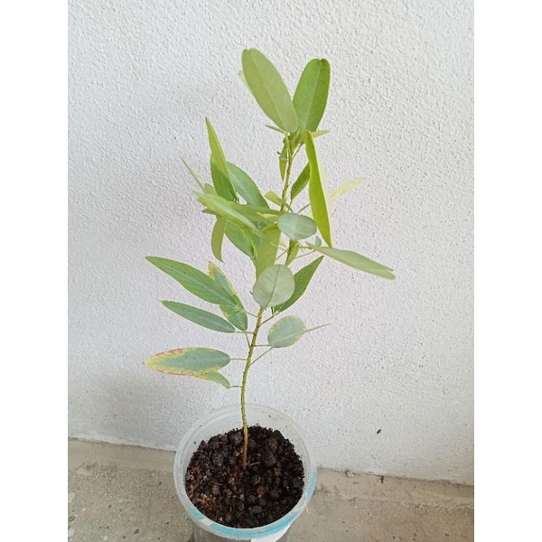 5 Telegraph plant seeds/ dancing plant/ Codariocalyx motorious | Shopee ...