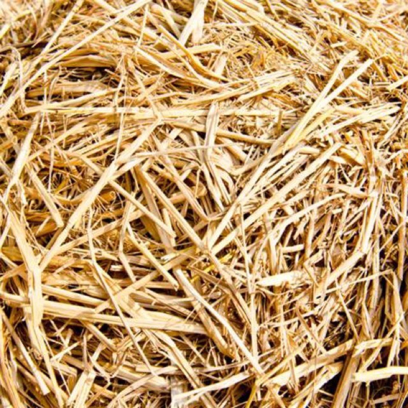 🔥SALES🔥 100% ORGANIC Jerami Padi / Paddy Straw/ Dry Paddy /Hay 🌾 ...