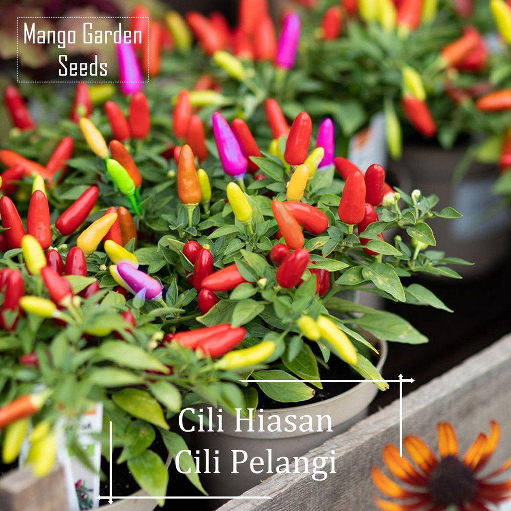 Benih Cili Pelangi - 30 Biji *Tanam Pasu* Cili Hiasan, Pedas, Rainbow ...
