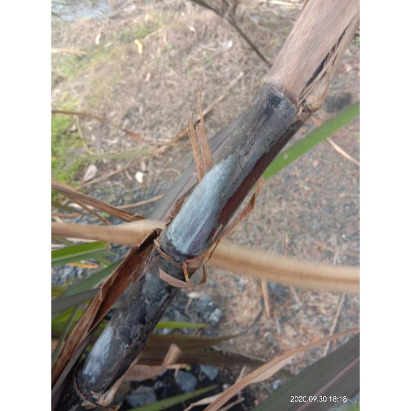 Tebu hitam ( cutting ) | Shopee Malaysia