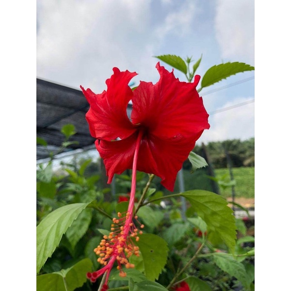 POKOK BUNGA RAYA MERAH | Shopee Malaysia