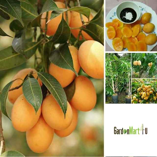 Mango Plum Fruit Tree Live Plant Anak Pokok Buah Kundang Madu 美女芒/芒果李 ...