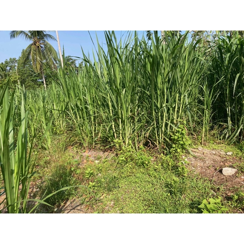 benih batang pokok napier 5 kg yang sudah berakar | Shopee Malaysia