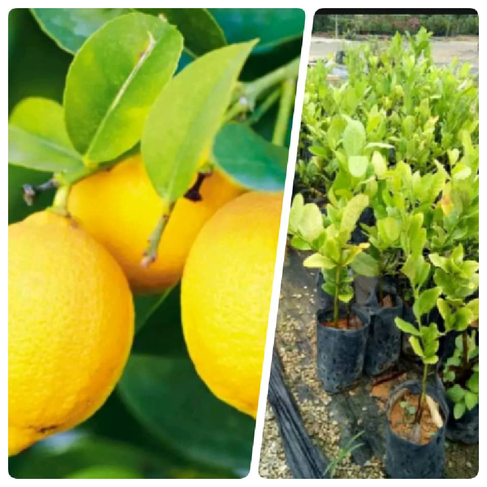 Anak Pokok Lemon / Lemon Sapling Hybrid (Live Plant) | Shopee Malaysia
