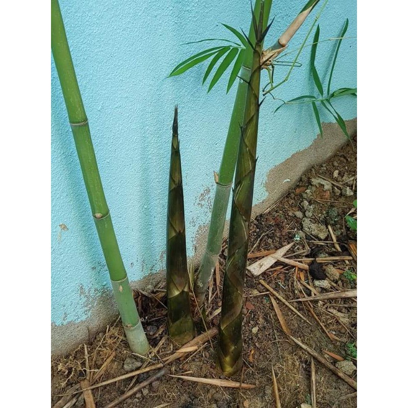 Anak pokok buluh madu | Shopee Malaysia