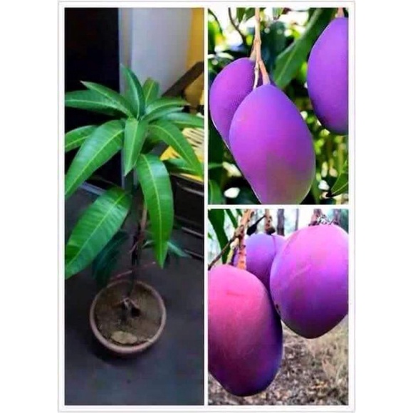 pokok mangga irwin mango | Shopee Malaysia