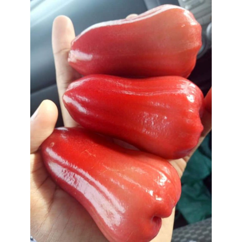 Jambu Madu Thailand pokok tut, cepat berbuah | Shopee Malaysia