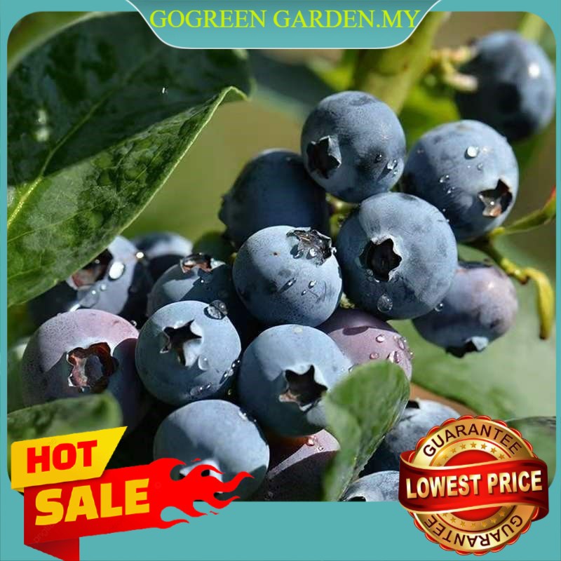 Best Price Blueberry Saplings Anak pokok Blueberry 蓝莓 果樹苗 Suitable for ...
