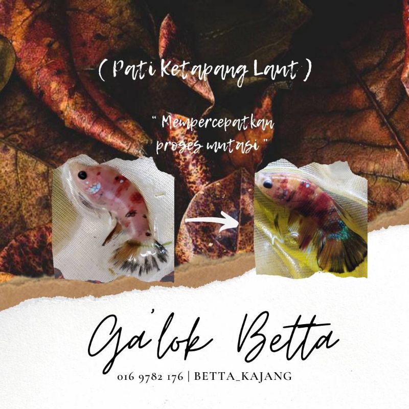 Ga'Lok Betta Mini. ( Pati Ketapang Laut ) | Shopee Malaysia