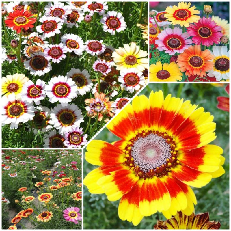 Biji Bunga - Bunga Garland Chrysanthemum | Flower Seed - Garland ...