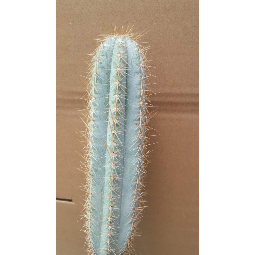 Live Plant Pilocereus Pachycladus, Blue Cactus | Shopee Malaysia