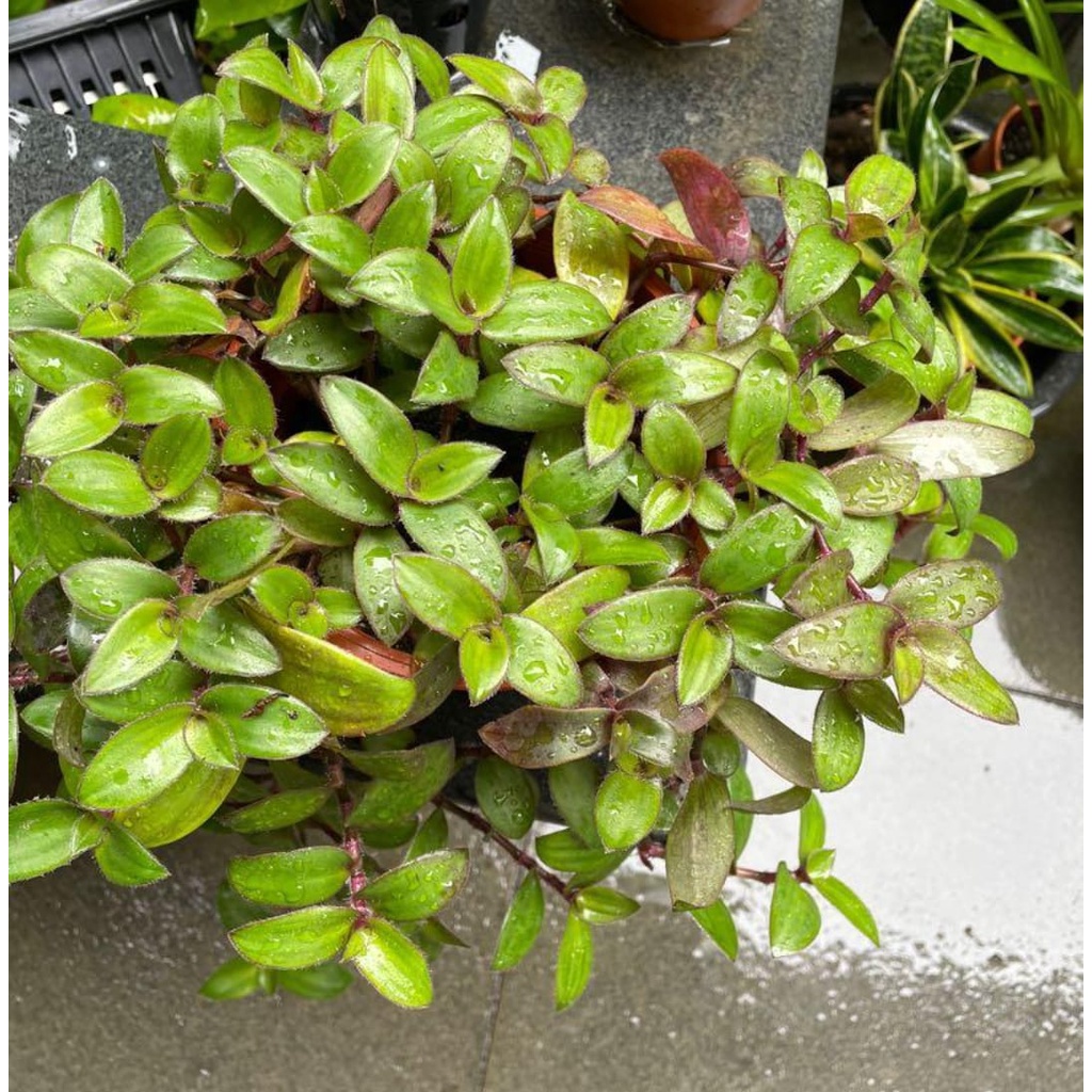 Anak Pokok DAUN TELINGA KERA/ Baby Tree ZEBRINA PENDULA SCHNIZL/水龟草苗 ...