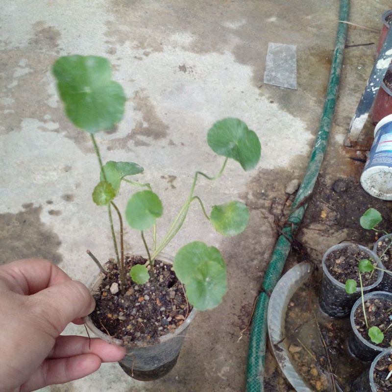 pokok pegaga@centella asiatica@pegaga india/air | Shopee Malaysia
