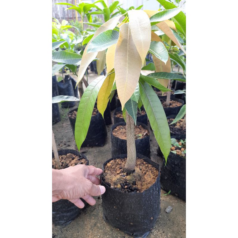 POKOK MEMPELAM HARUM MANIS (POKOK KAHWIN) | Shopee Malaysia