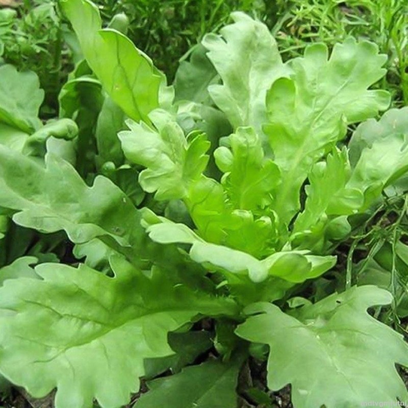 SEEDS 2000PCS / Sayur Kekwa Daun Besar / Crowndaisy Oxeyedaisy / 大叶茼蒿 ...